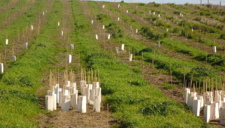 How Does Revegetation Work? A Useful Guide to Soil Rehabilitation - FotoLog