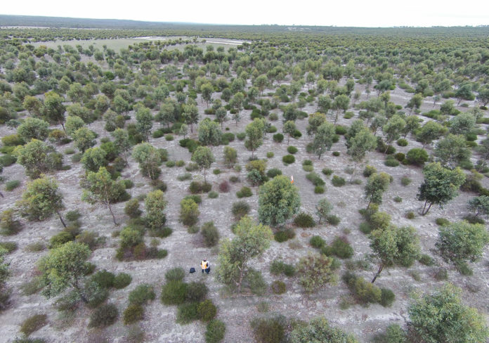 How Does Revegetation Work? A Useful Guide to Soil Rehabilitation - FotoLog