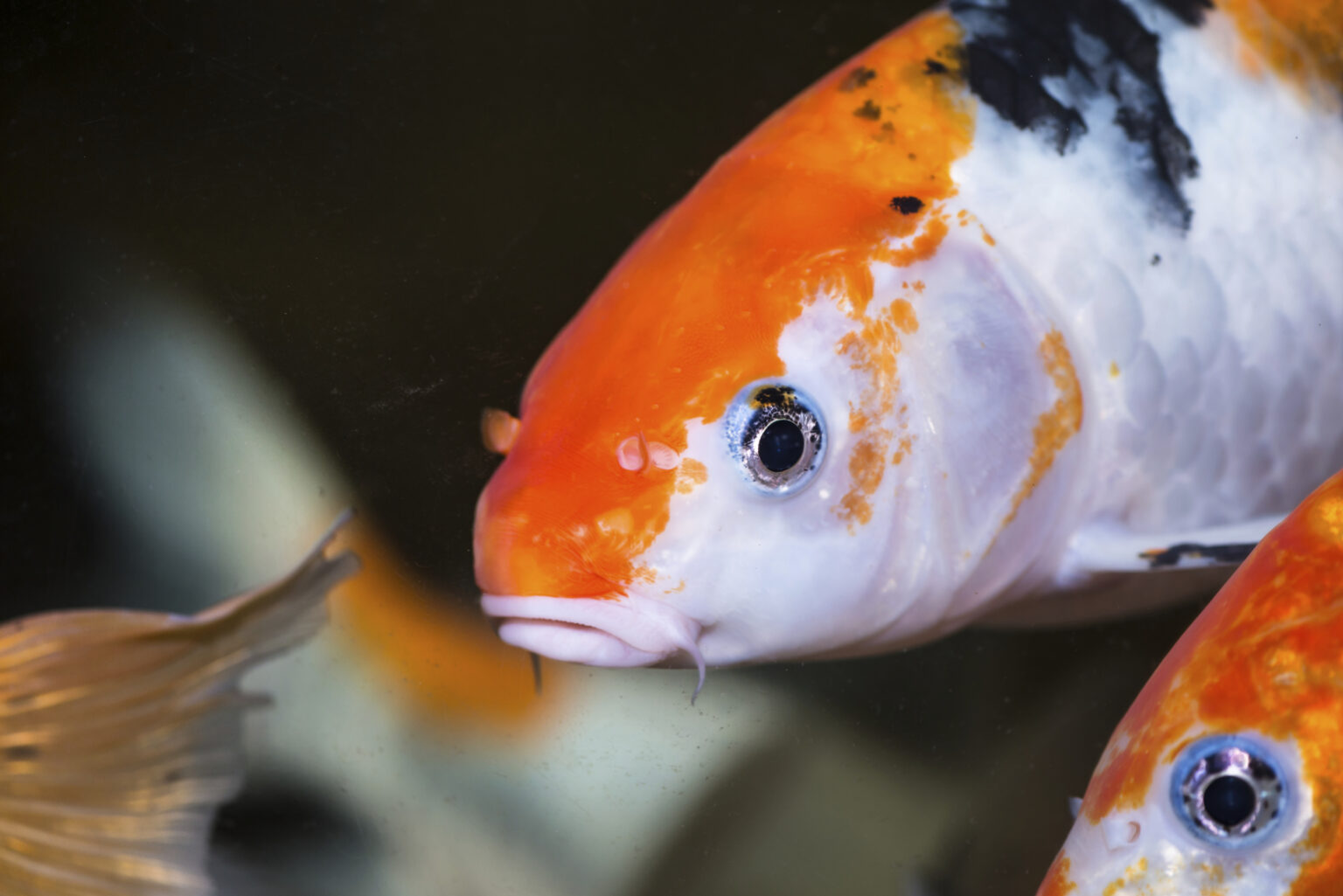 How Long Do Koi Fish Live – A 2024 Guide - FotoLog
