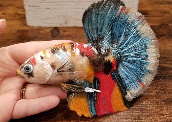 Giant Betta Fish Care Guide: Look, Size, & More - FotoLog